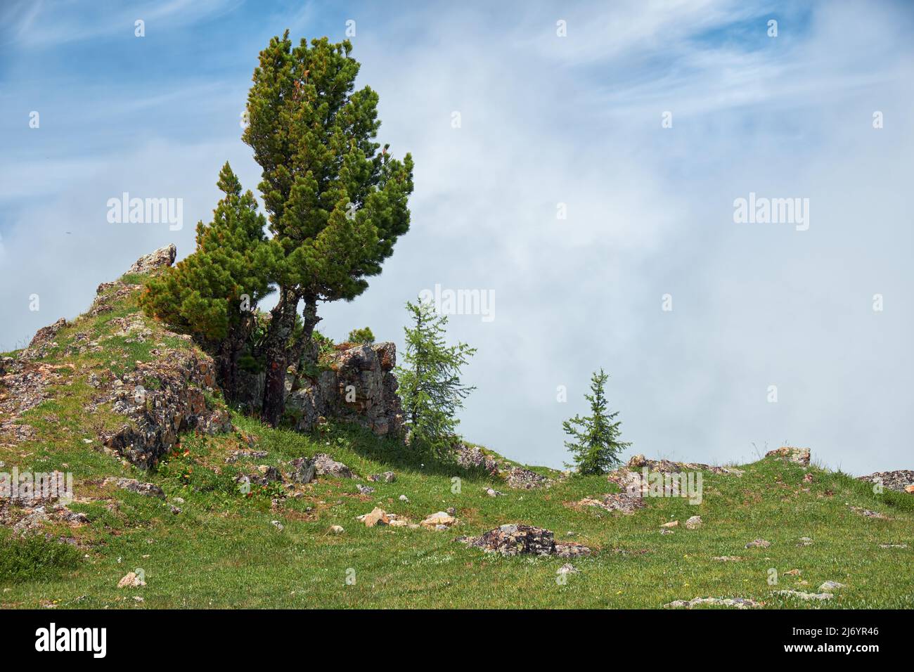 Lonely stone cliff on the mountainside. At the top grows a cedar tree ...