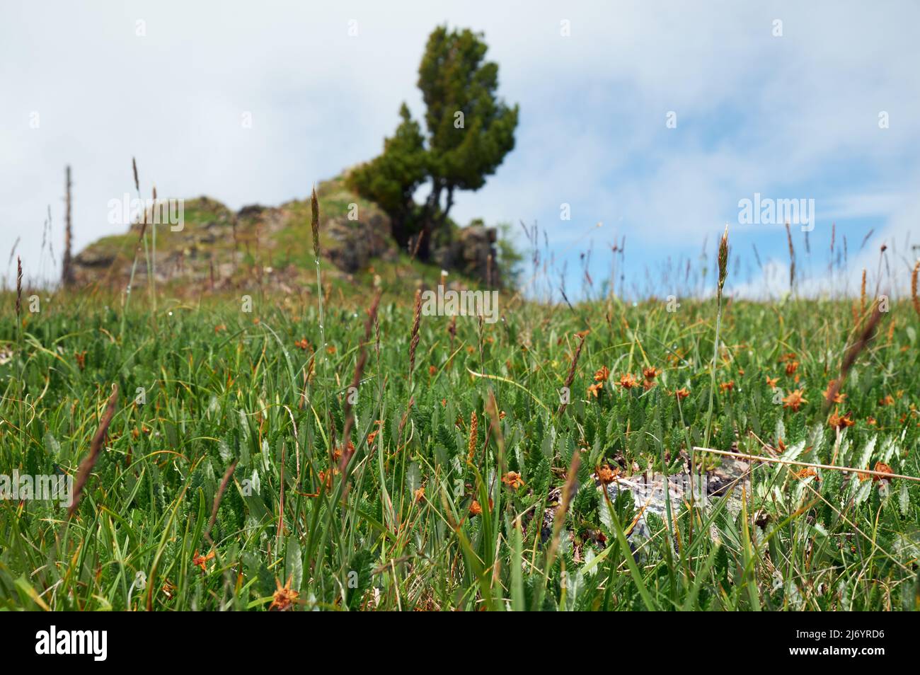 Lonely stone cliff on the mountainside. At the top grows a cedar tree ...