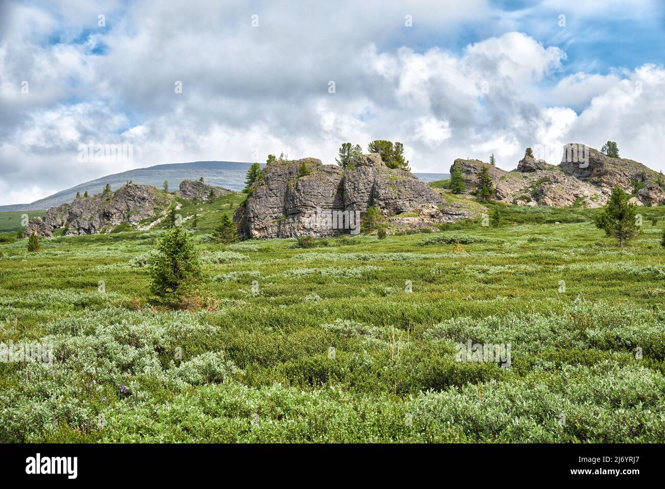 Dwarf willow tree mountain hi-res stock photography and images - Alamy
