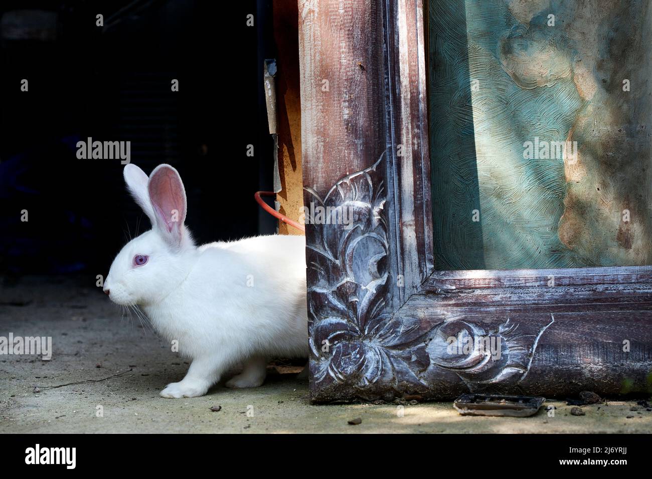 Rabbit for painting hi-res stock photography and images - Alamy