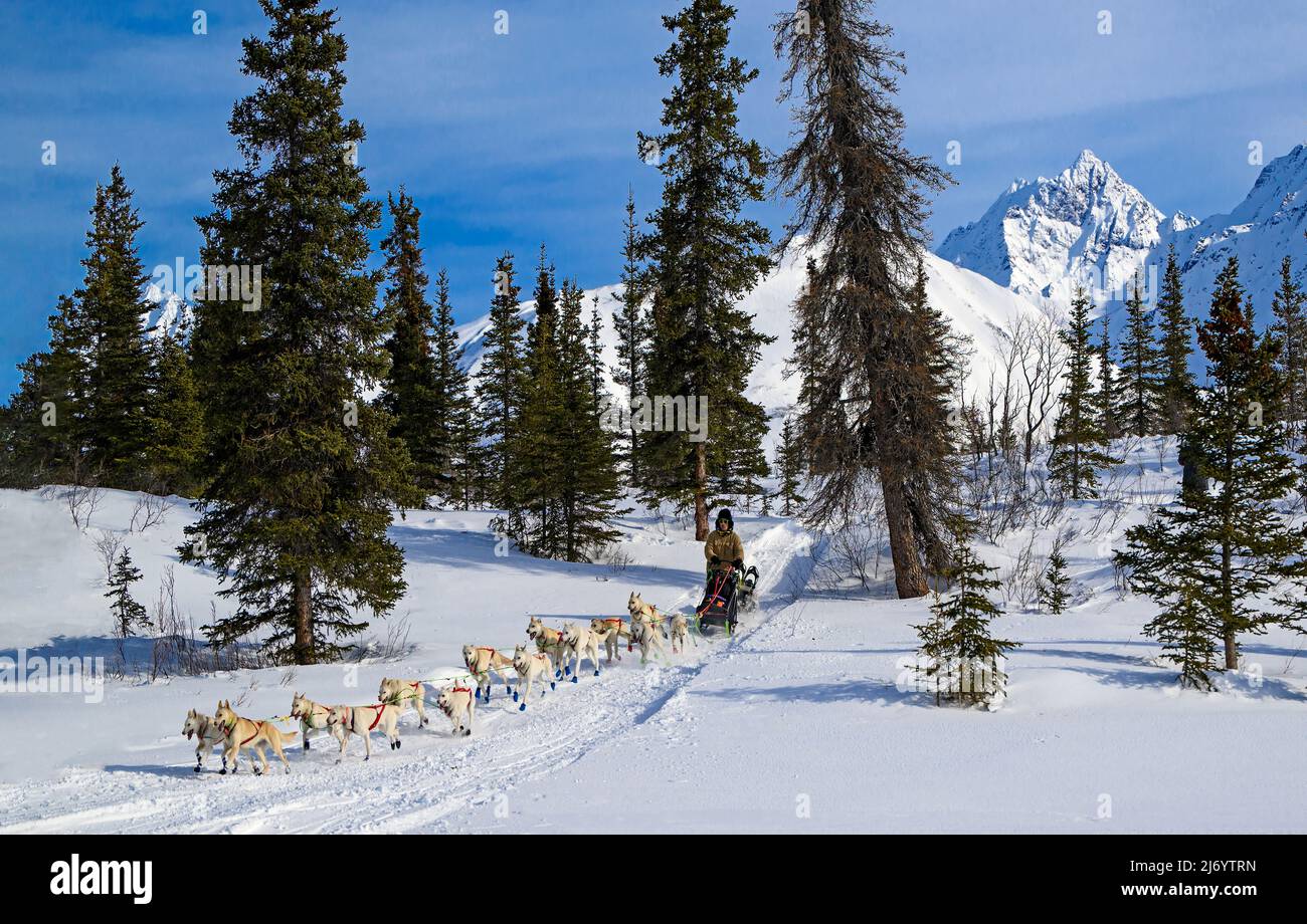 Hugh Neff, running Jim Laniers dog team coming into Rainy Pass, 2022 ...