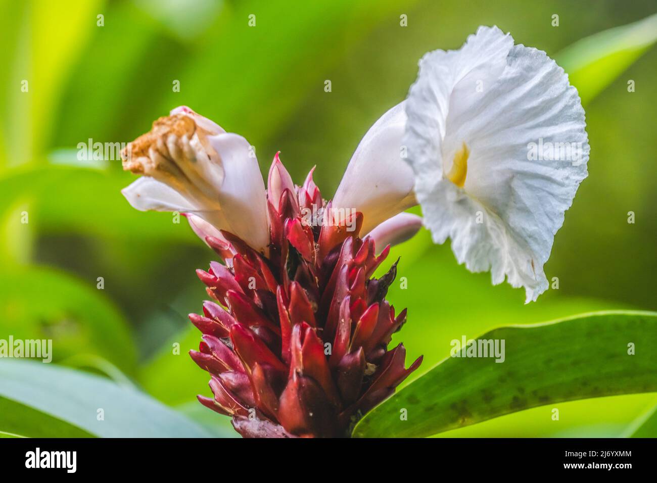 White Crape Ginger Pine Cone Crepe Ginger Green Leaves Moorea Tahiti ...