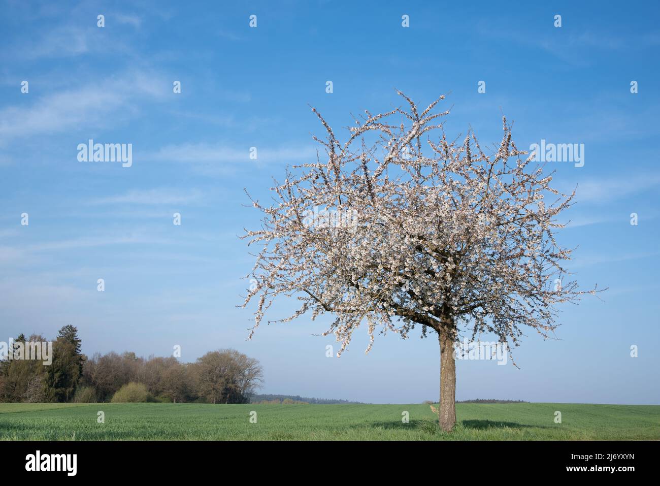 Small cherry tree fruit hi-res stock photography and images - Alamy