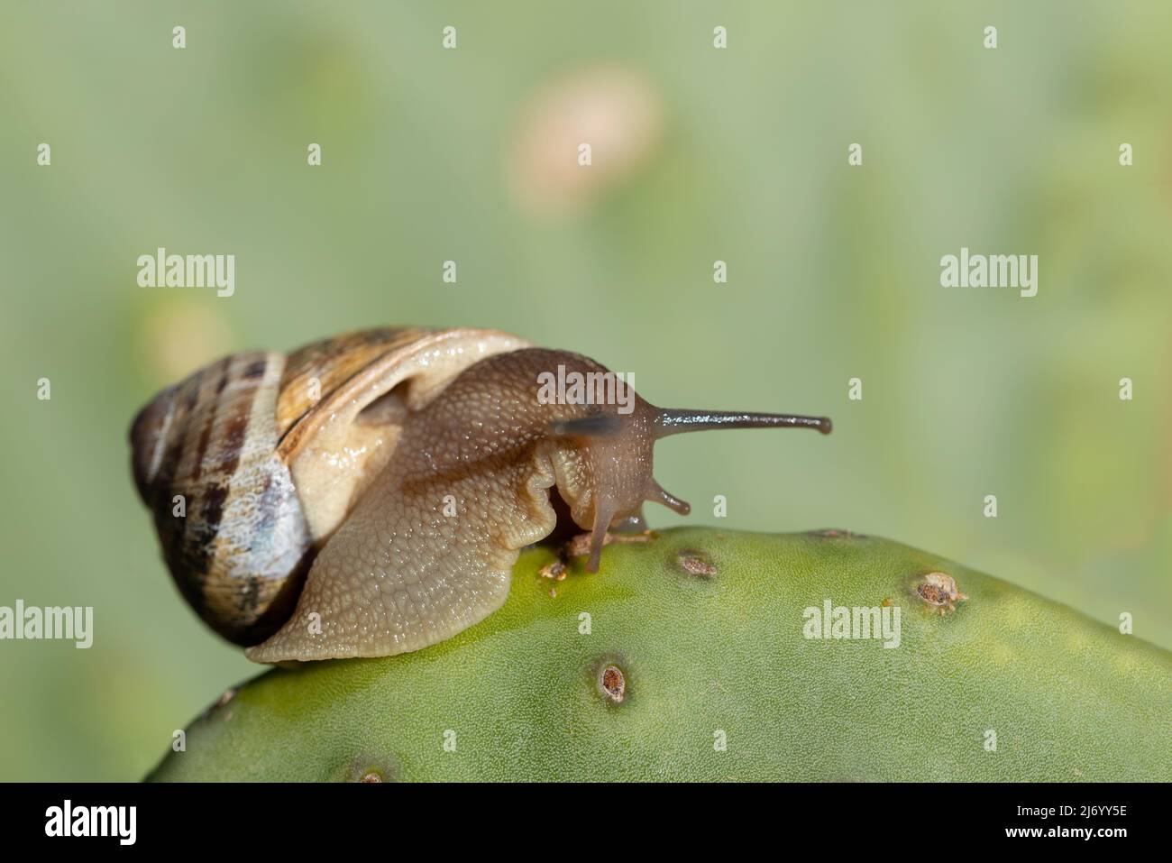 Close-up of a Roman snail crawling on a cactus against a green ...