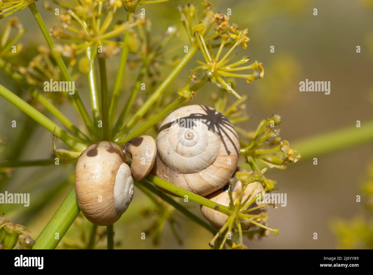 Close-up of small light-colored snails with shells sitting on a fresh ...