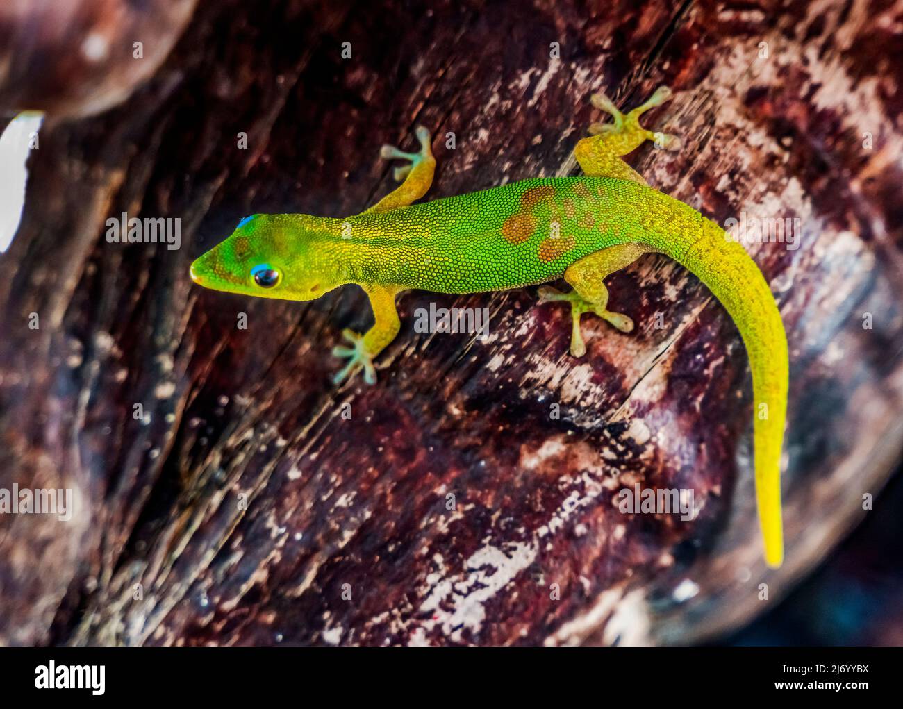 Blue Gold Dust Day Gecko
