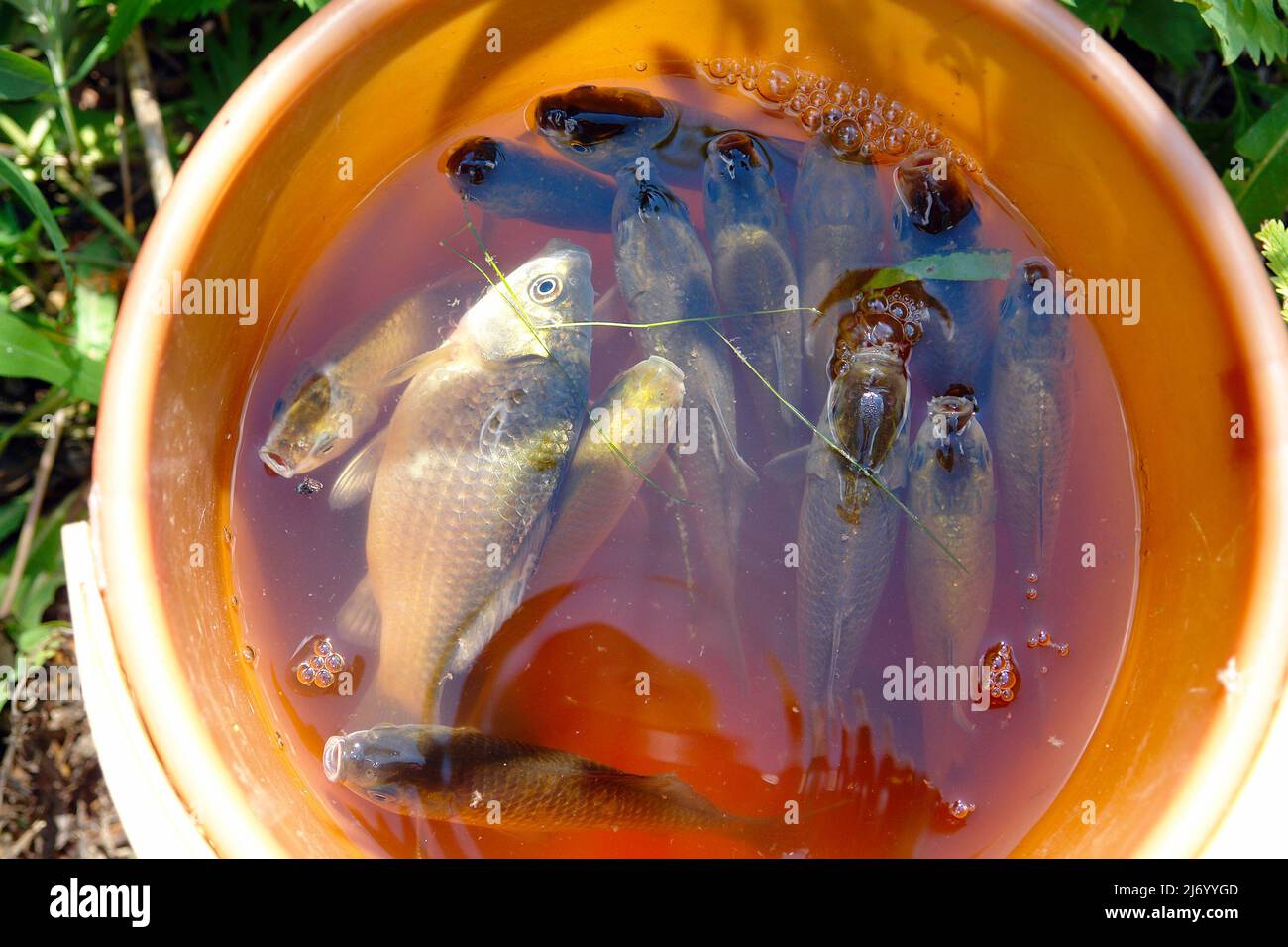 Silver fish with orange fins hi-res stock photography and images - Alamy