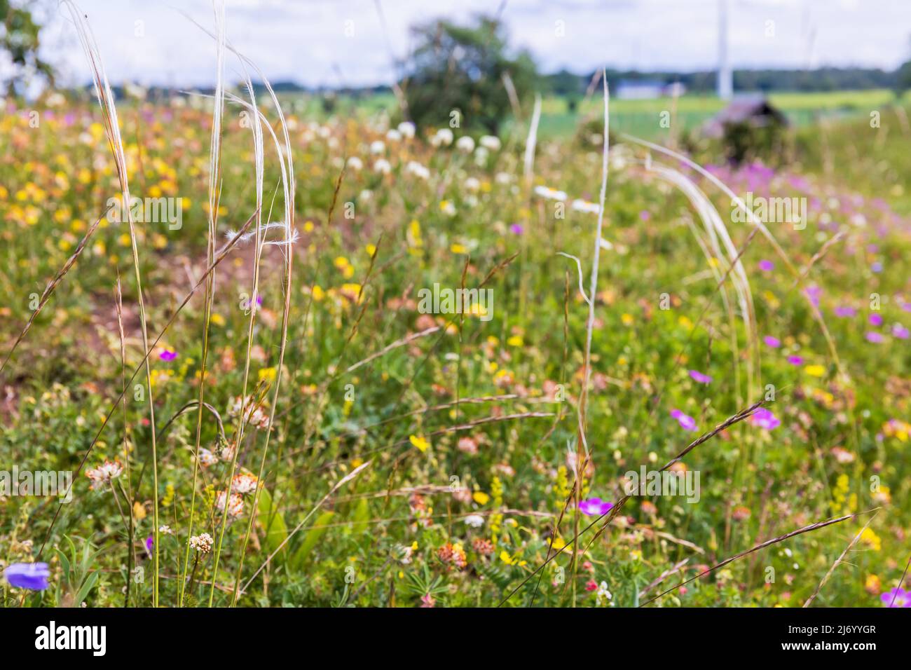 Flowering straws with Stipa pennata grass Stock Photo - Alamy
