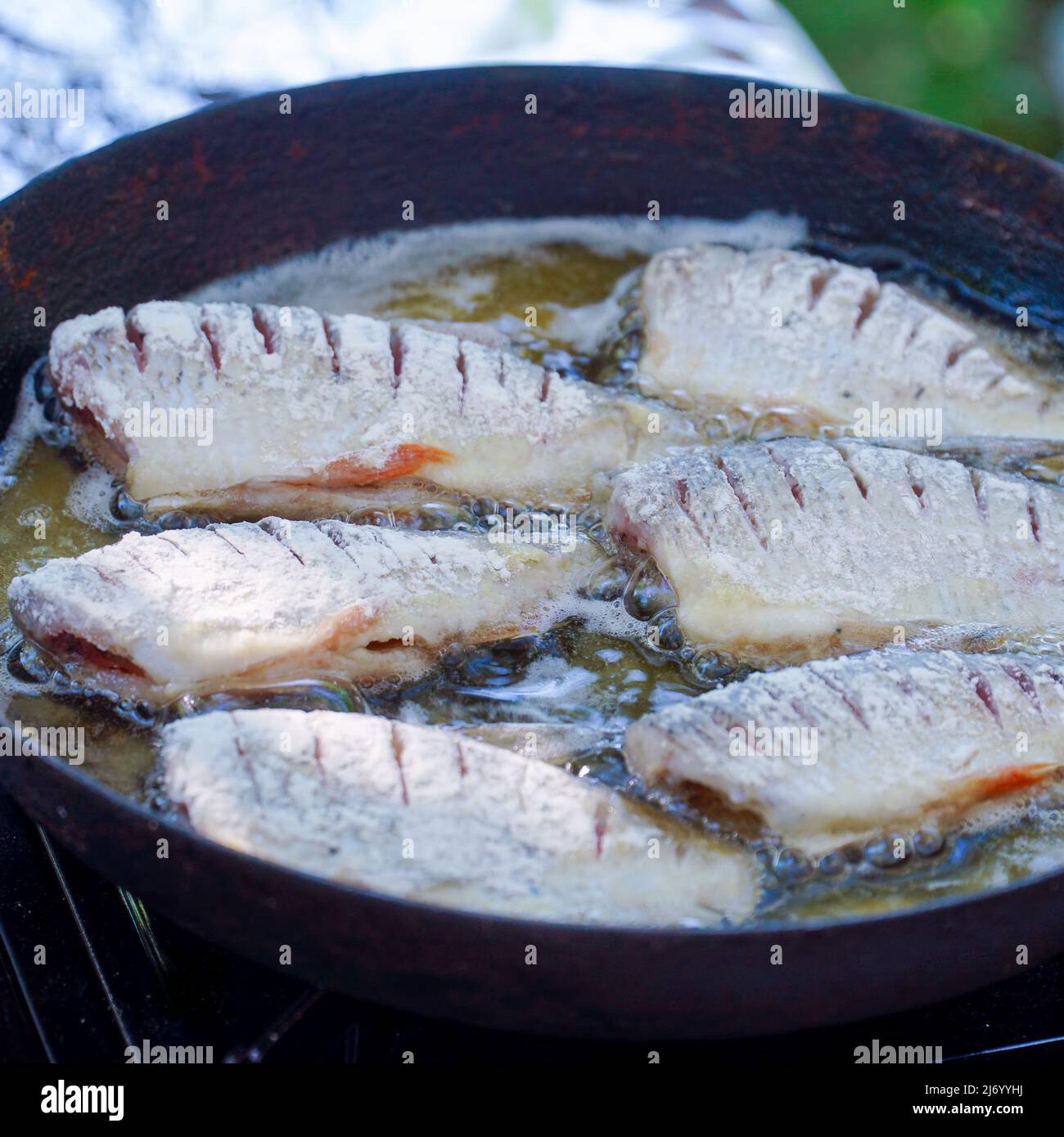 A small river fish rolled in flour is fried in oil in a frying pan ...