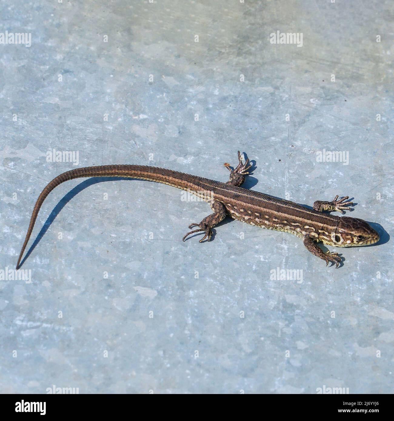 A gray lizard basks in the sun on a sheet of iron Stock Photo - Alamy