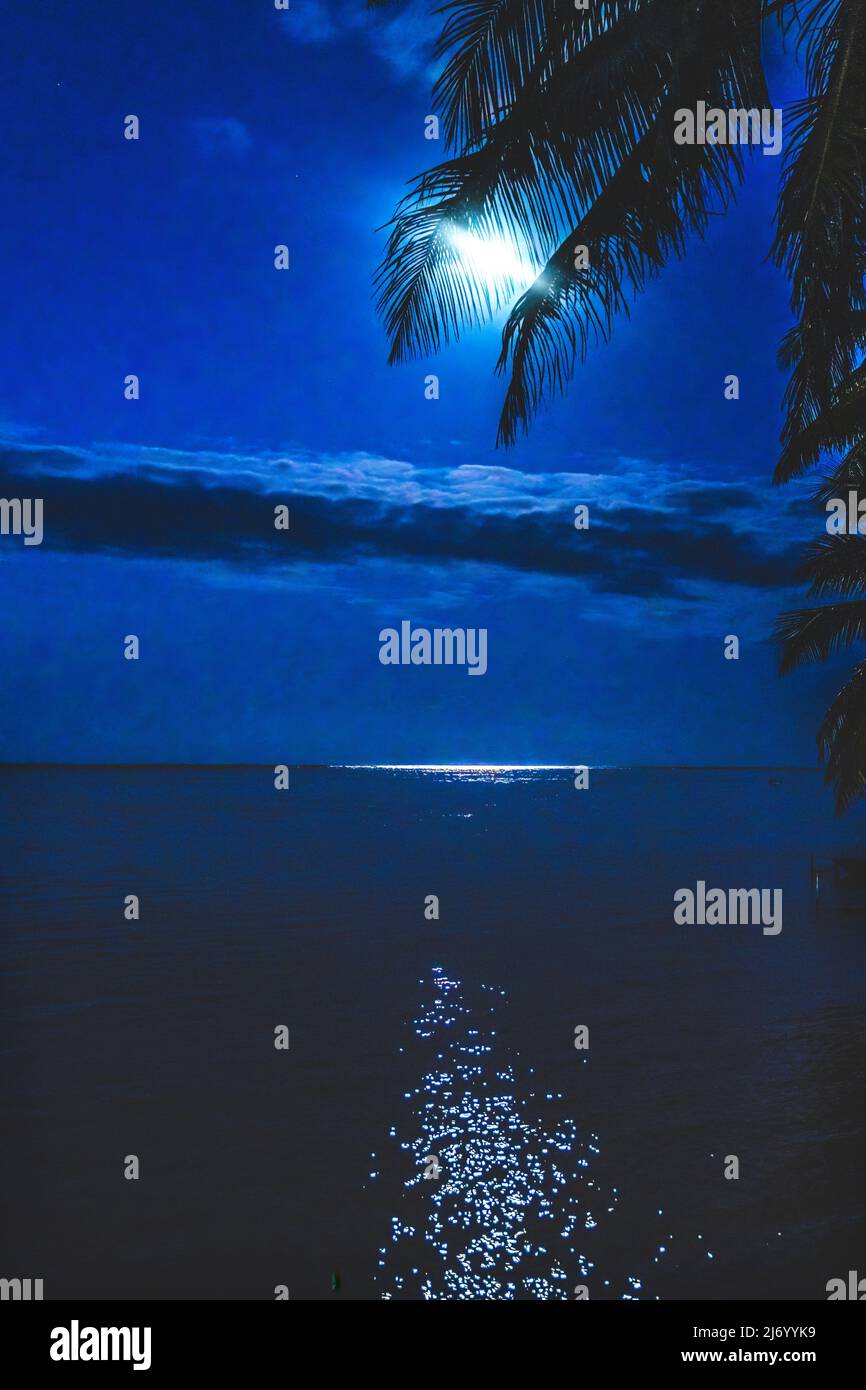 Moon Stars Night Reflection Palm Trees Blue Water Moorea Tahiti French ...