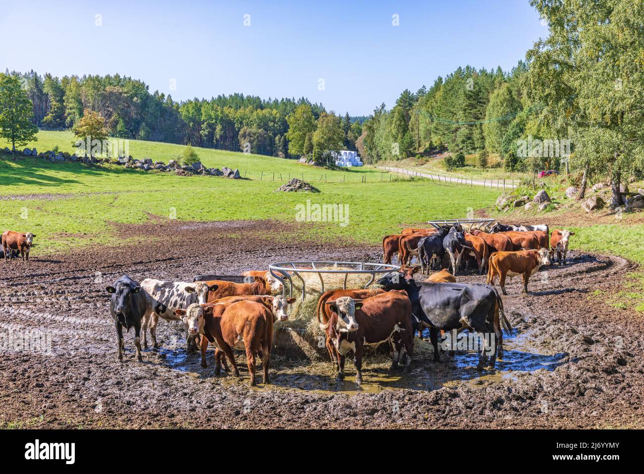 Rural scene cattle feeding hi-res stock photography and images - Alamy