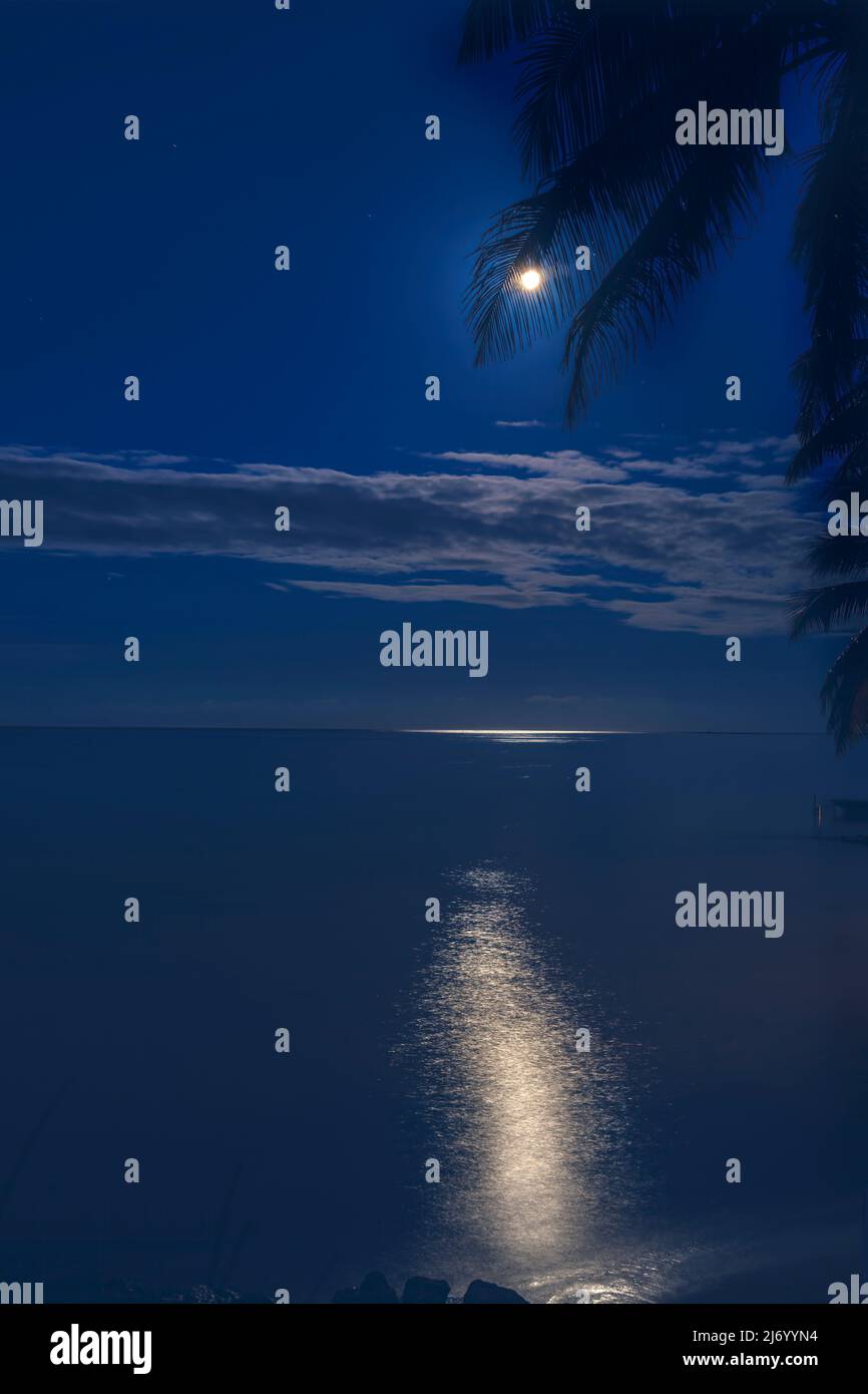 Moon Night Reflection Palm Trees Pier Blue Water Moorea Tahiti French ...