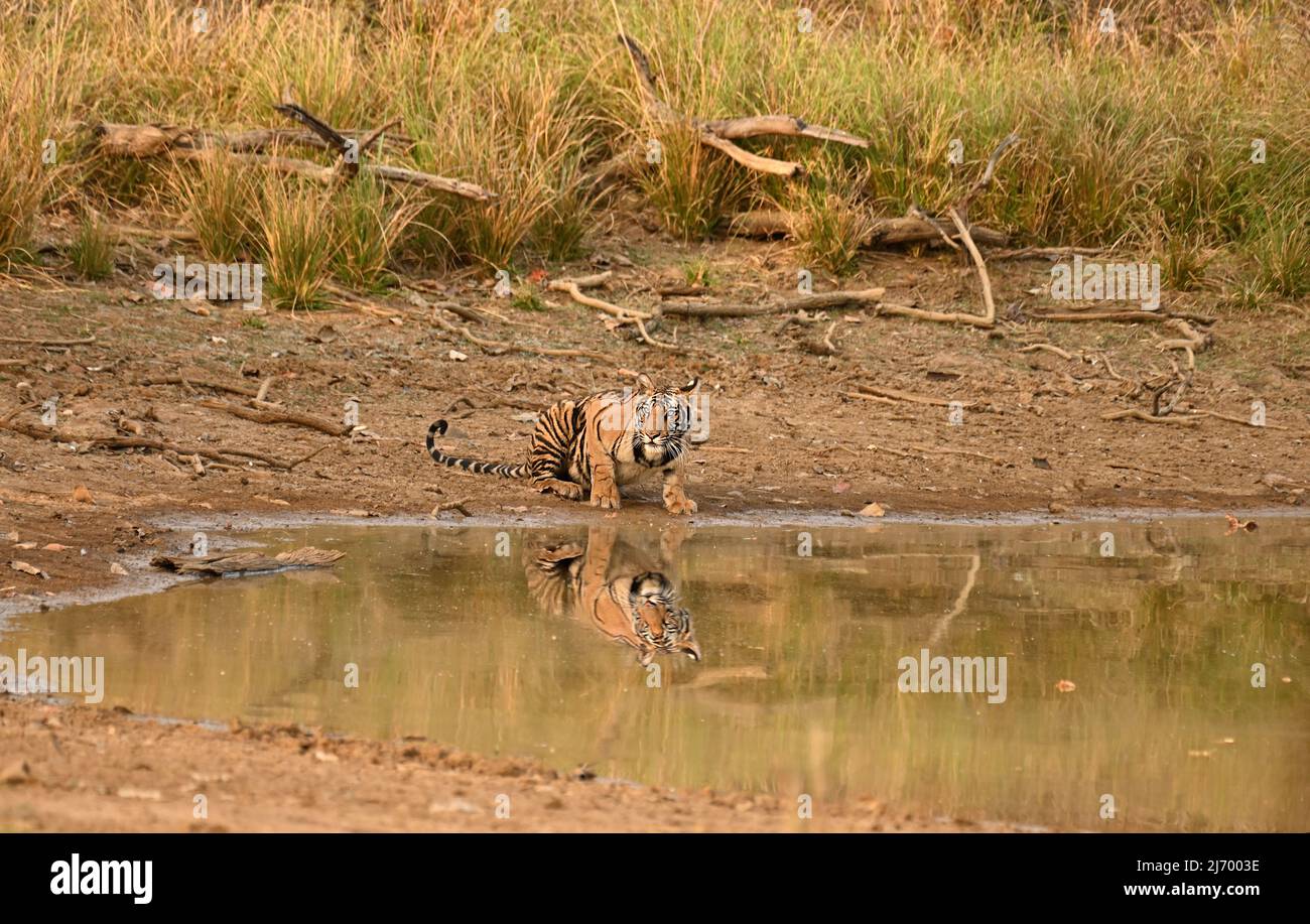 A very young female cub of tiger known as Dotty drinking water in ...