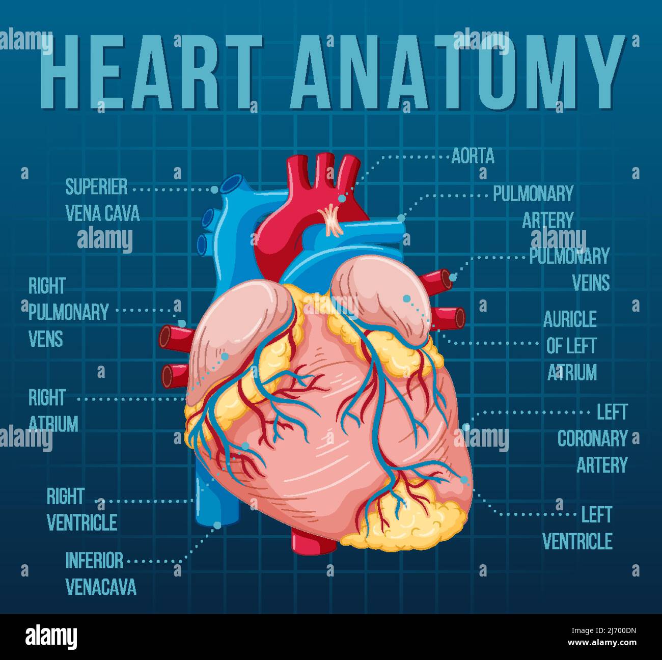 Human internal organ with heart illustration Stock Vector Image & Art ...