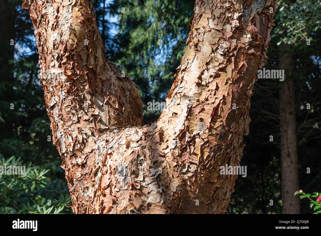 Rough tree bark texture Stock Photo - Alamy