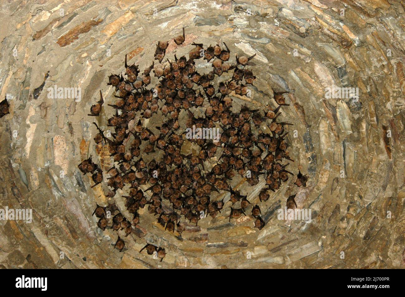 Little brown bats cave hi-res stock photography and images - Alamy