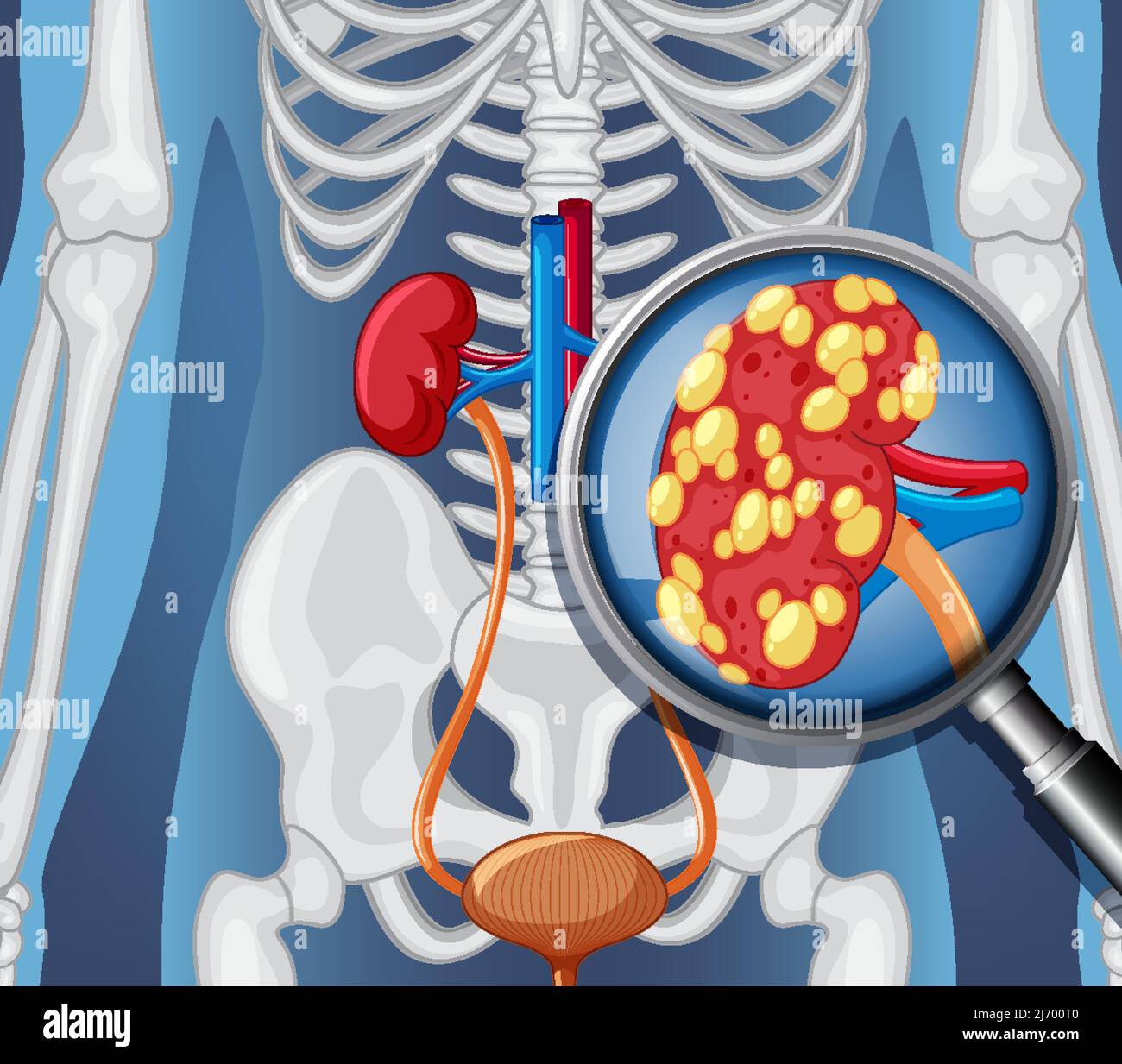 X-ray of human body with internal organs illustration Stock Vector ...