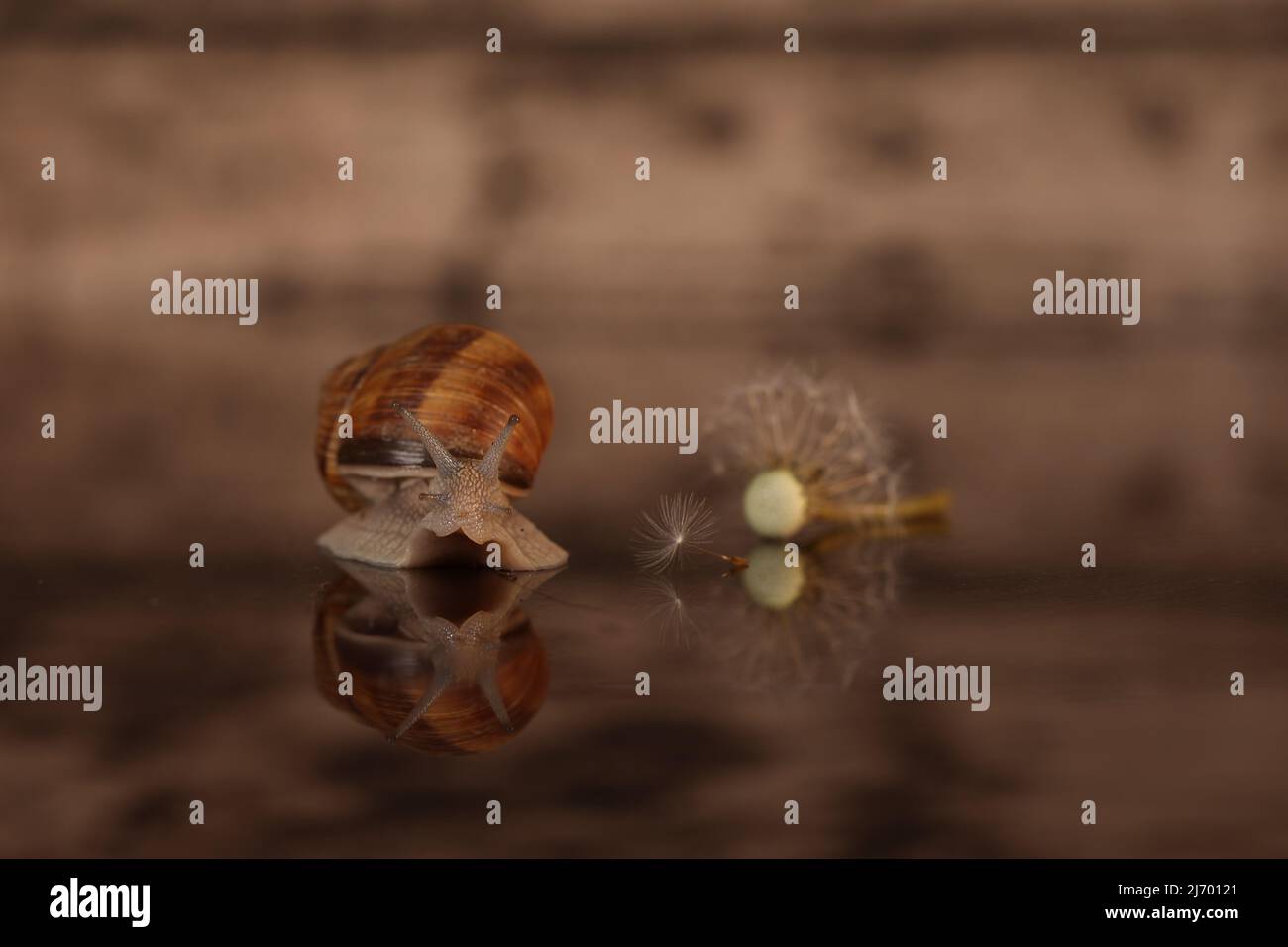 Grape snail crawls on a mirror surface Stock Photo - Alamy