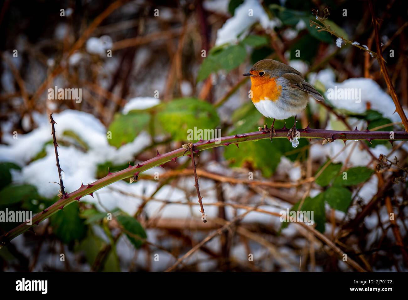 Horizontal side view of an european robin redbreast with puffed up ...