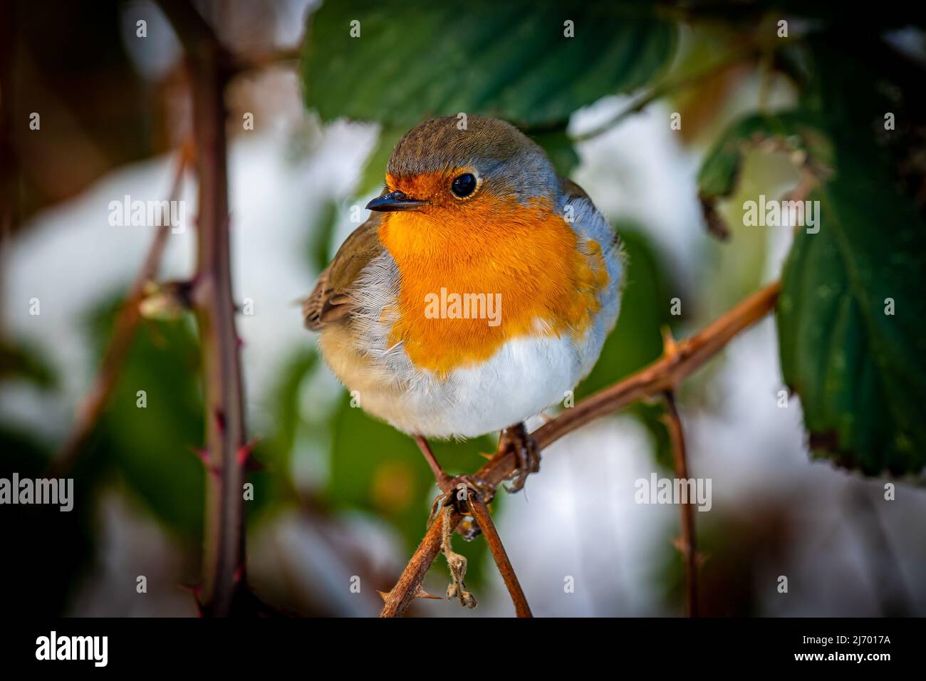 Front view of an european robin redbreast with puffed up feathers, that ...