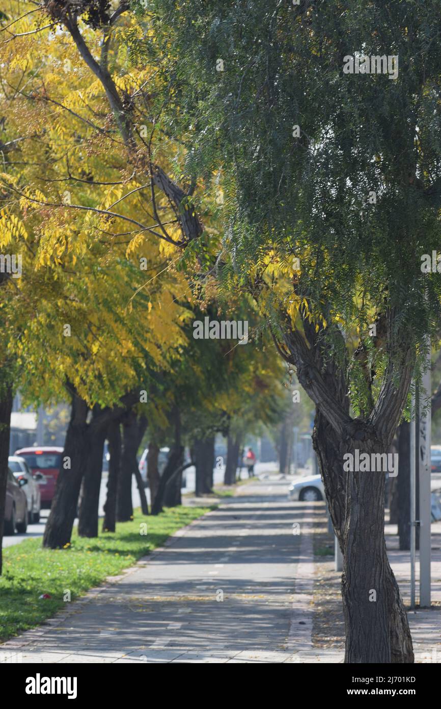 path of trees that shades a cycle path without people Stock Photo - Alamy
