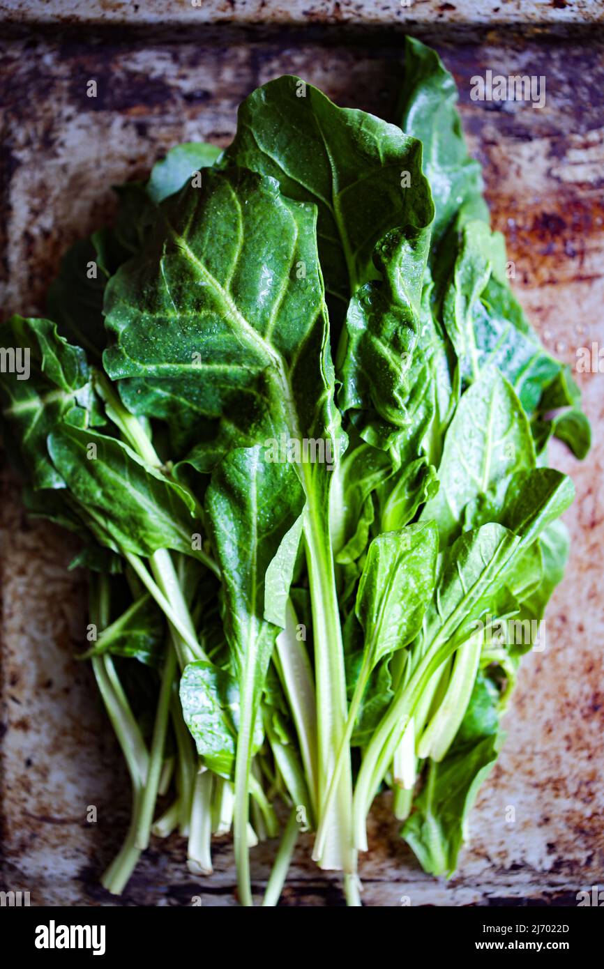 Baby leaf green swiss chard Stock Photo - Alamy