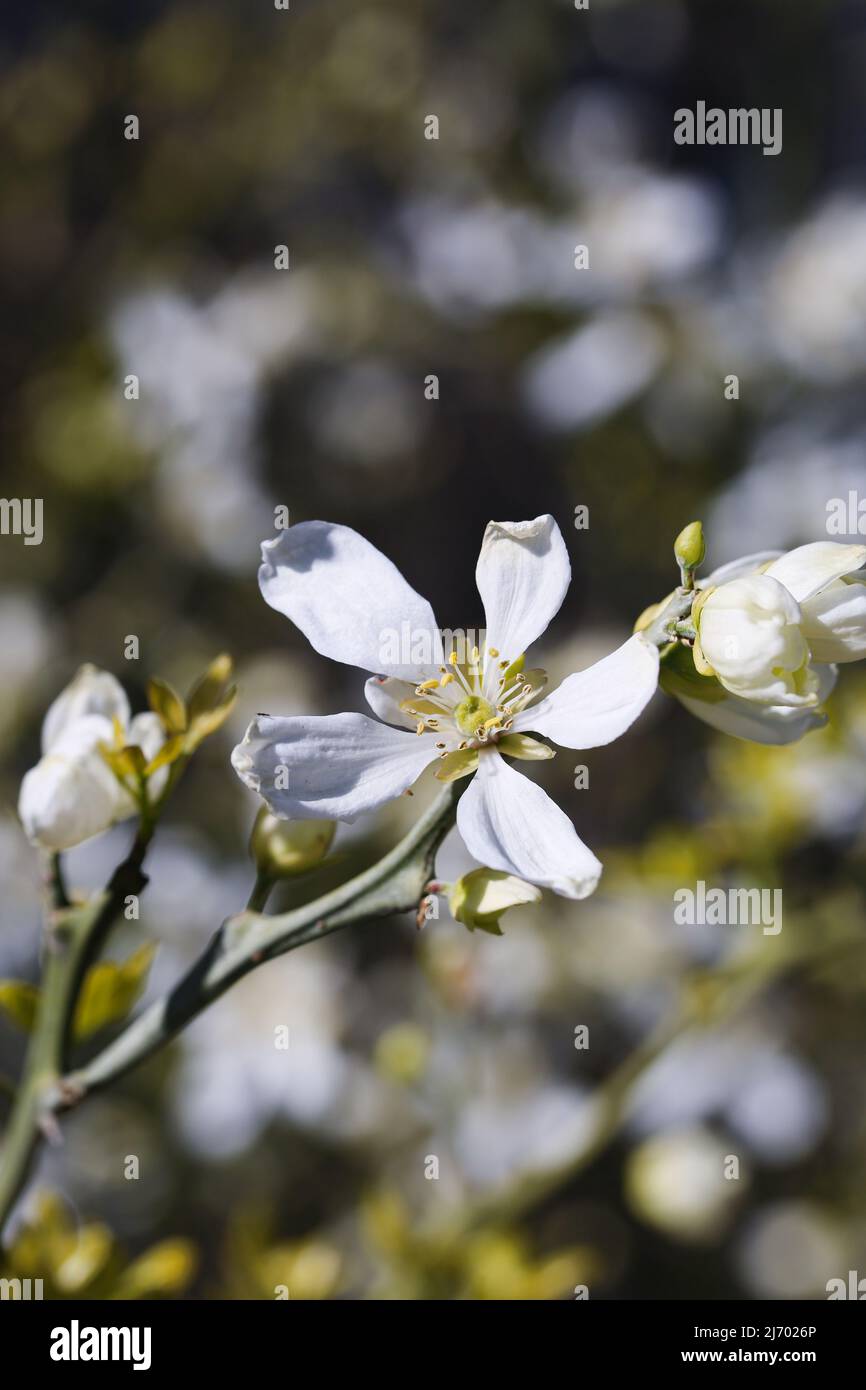 Citrus trifoliata - Japanese bitter-orange flowers Stock Photo - Alamy