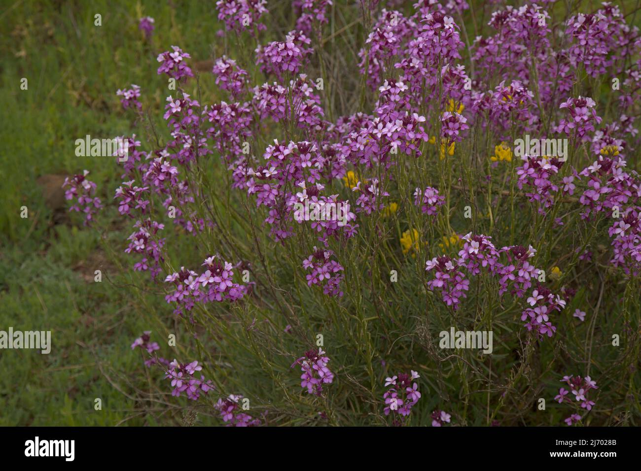 Flora of Gran Canaria - lilac flowers of crucifer plant Erysimum ...