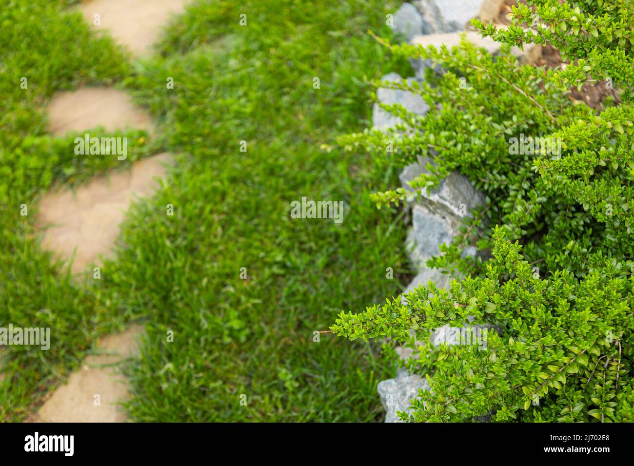 beautiful green bushes of a plant in a flower bed against the backdrop ...