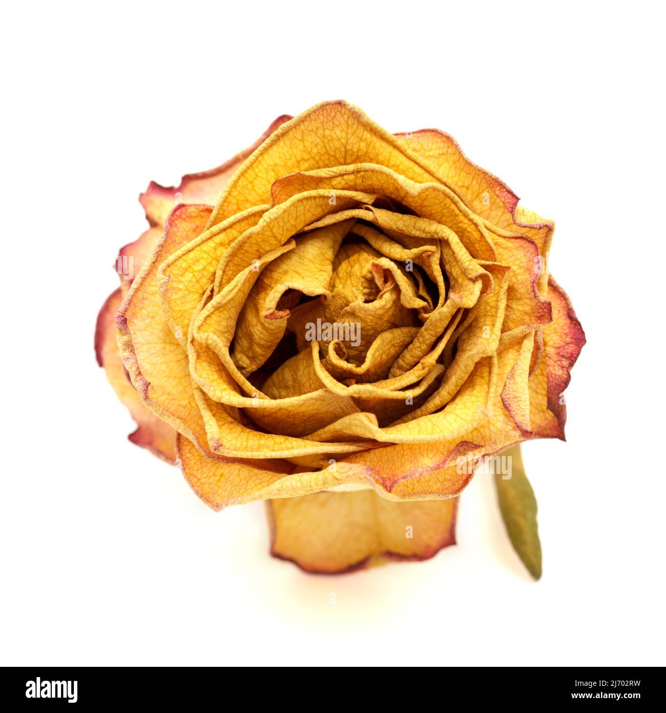 Dried rose with yellow and orange isolated on white background Stock ...