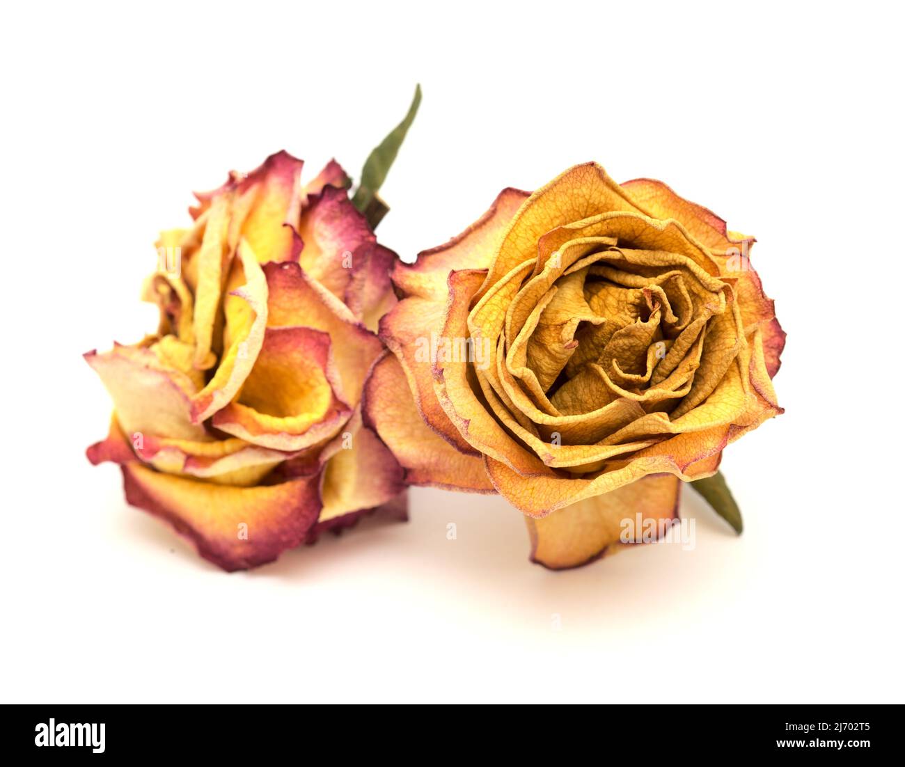 Dried rose with yellow and orange isolated on white background Stock ...