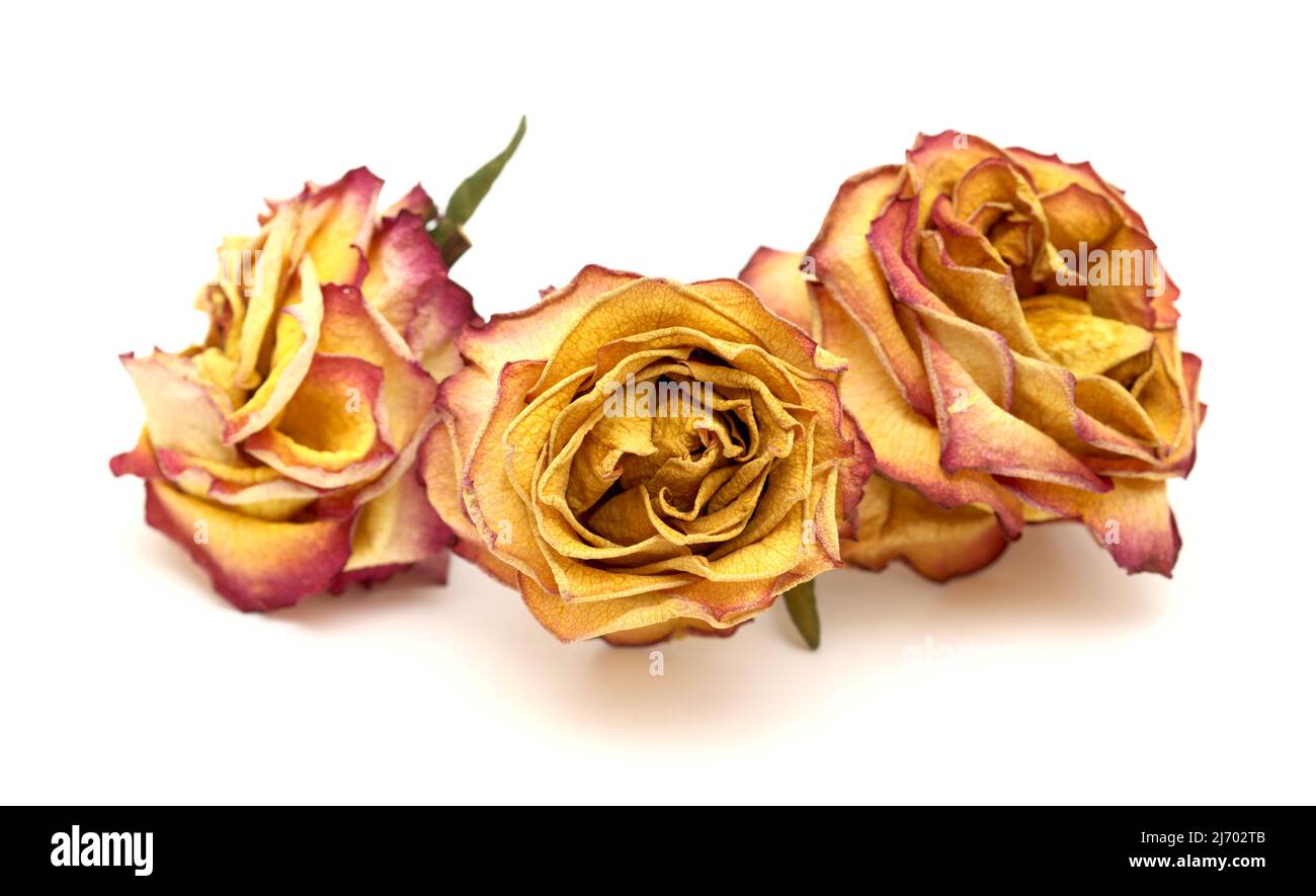 Dried rose with yellow and orange isolated on white background Stock ...