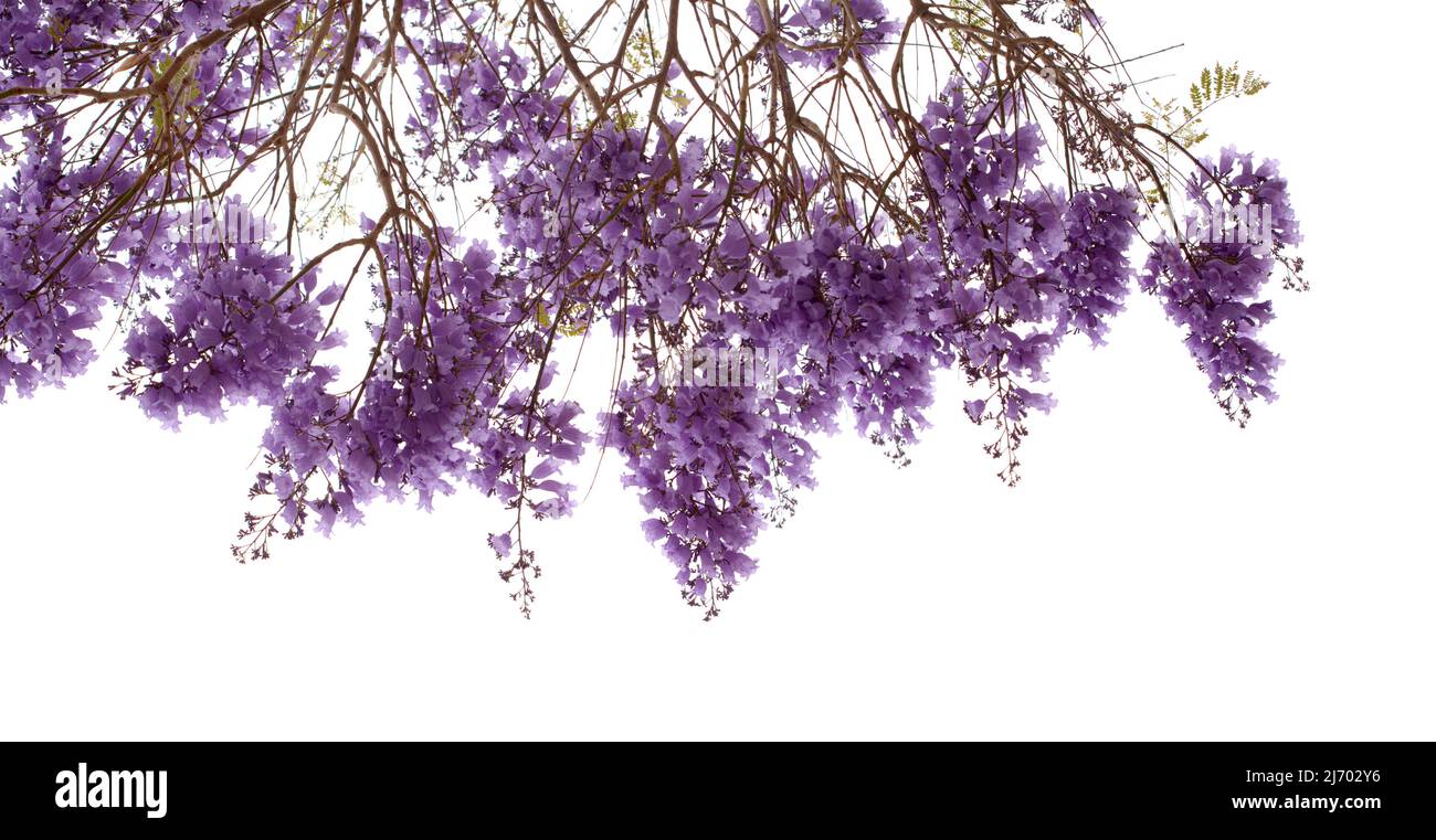 Flowers of blue jacaranda, Jacaranda mimosifolia, isolated on white ...