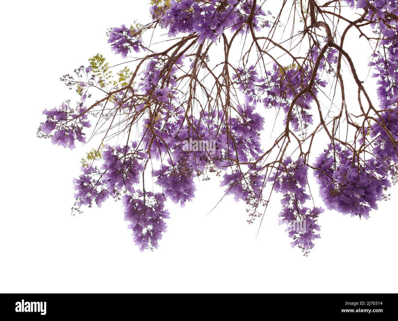 Flowers of blue jacaranda, Jacaranda mimosifolia, isolated on white ...