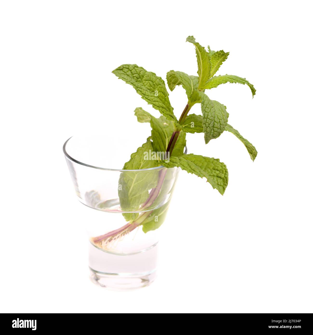 Flora of Gran Canaria - Mentha spicata, garden mint, introduced species ...