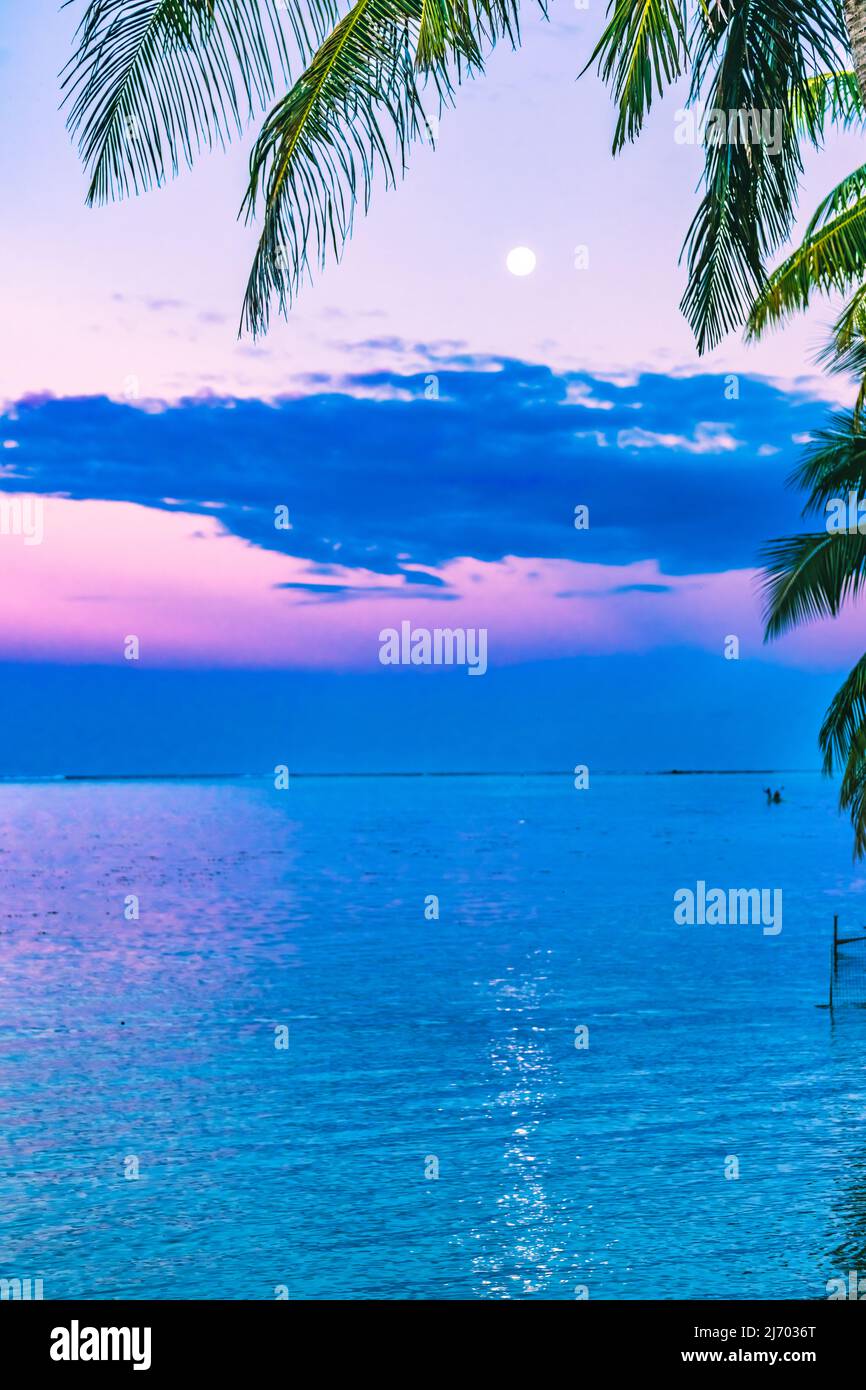 Sunset Evening Moon Night Reflection Palm Trees Blue Water Moorea ...