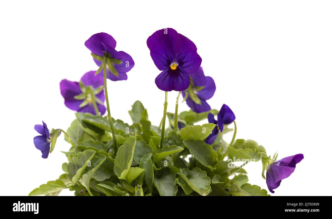 Dark blue and violet garden viola variety isolated on white background ...