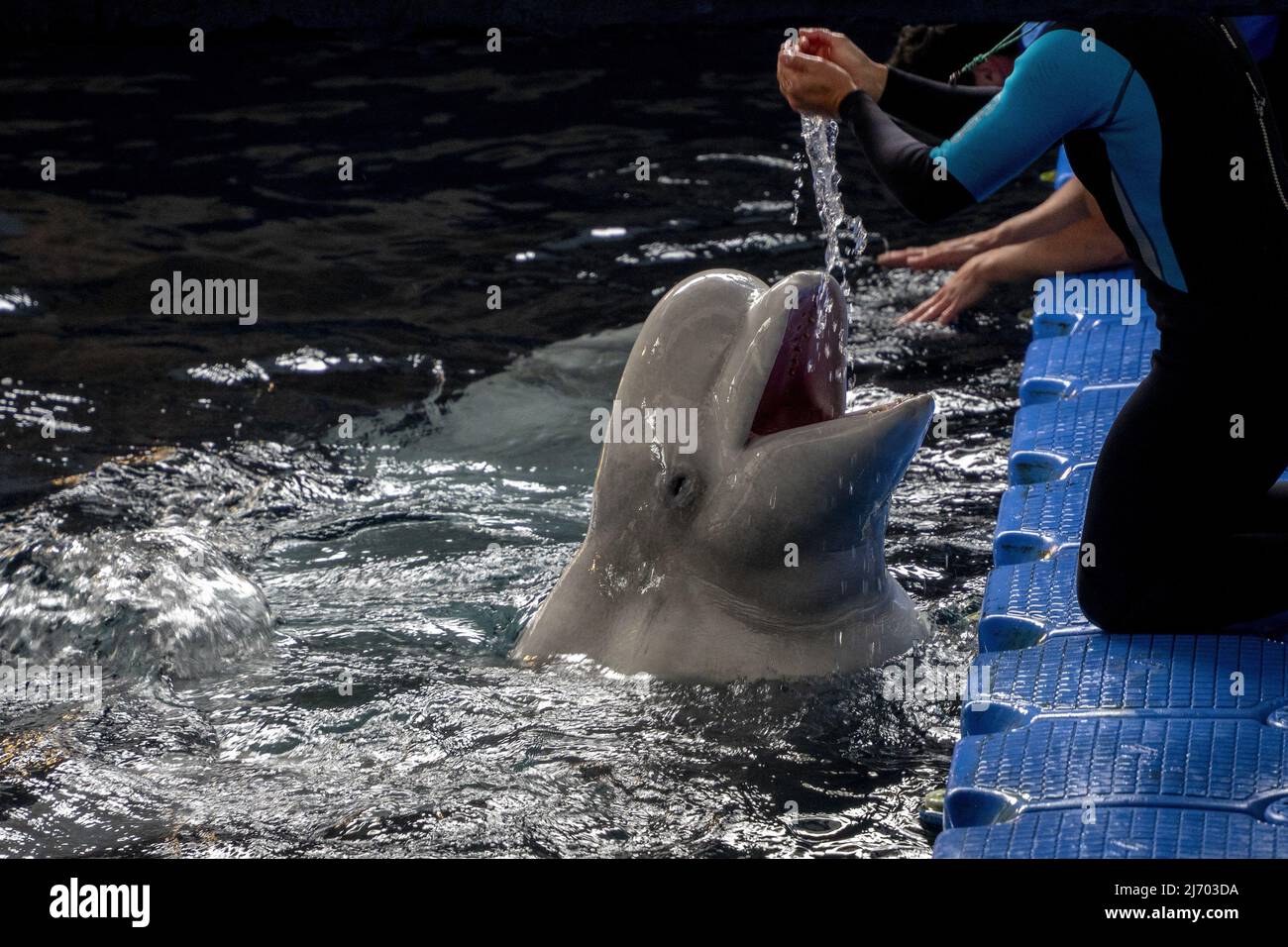 Beluga whale with trainer hi-res stock photography and images - Alamy