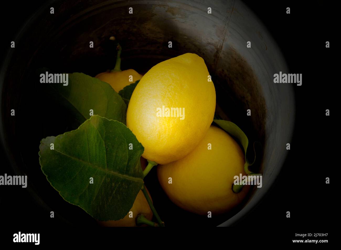 Freshly picked lemons with leaves in a metal bucket. On a black ...