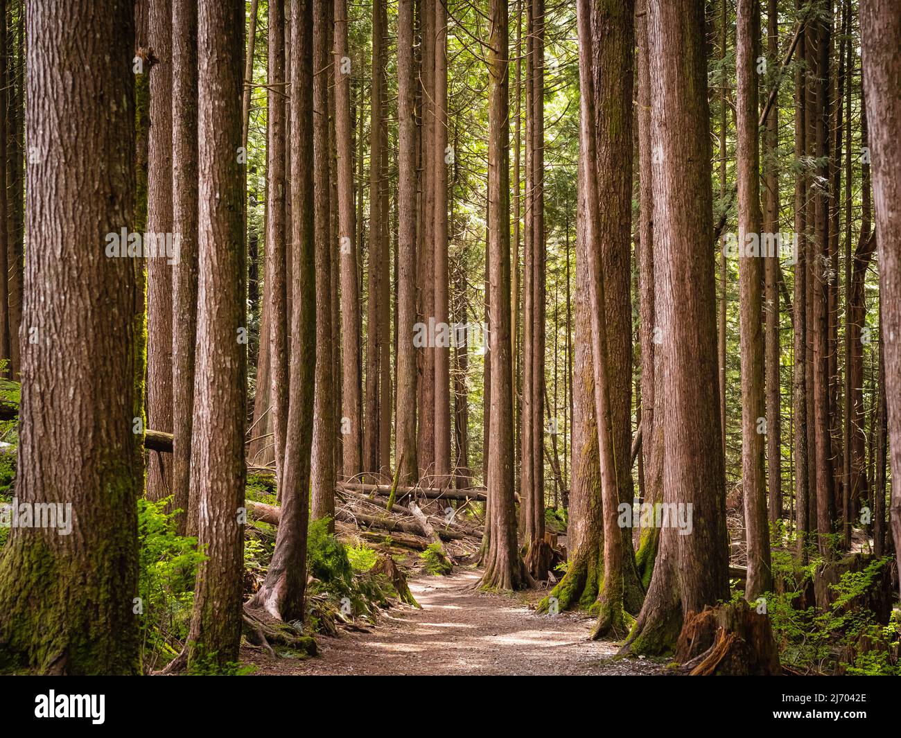 Path environment hi-res stock photography and images - Alamy