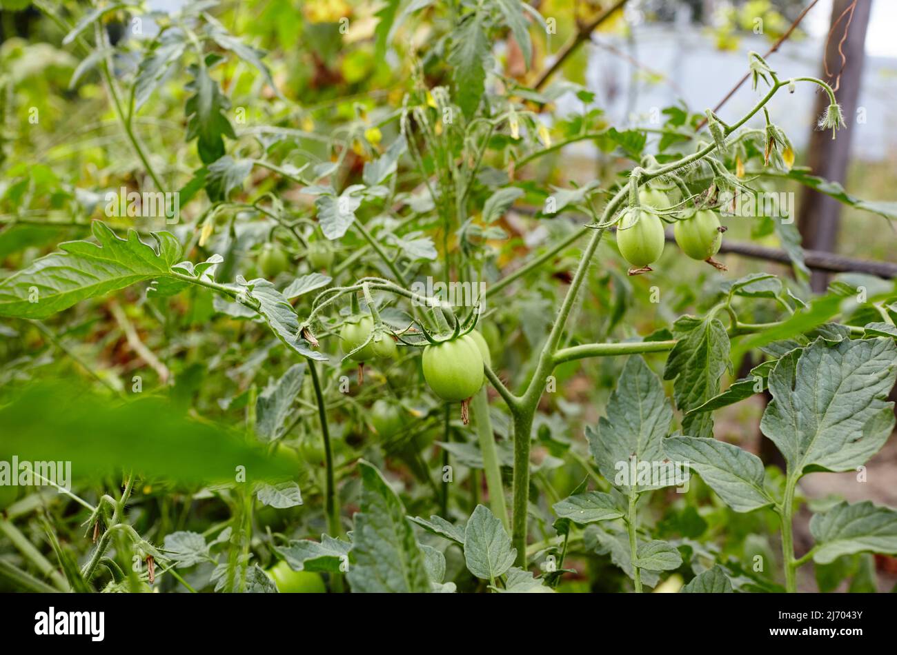 Tomato grows in the garden. Growing fresh vegetables at farm Stock Photo - Alamy