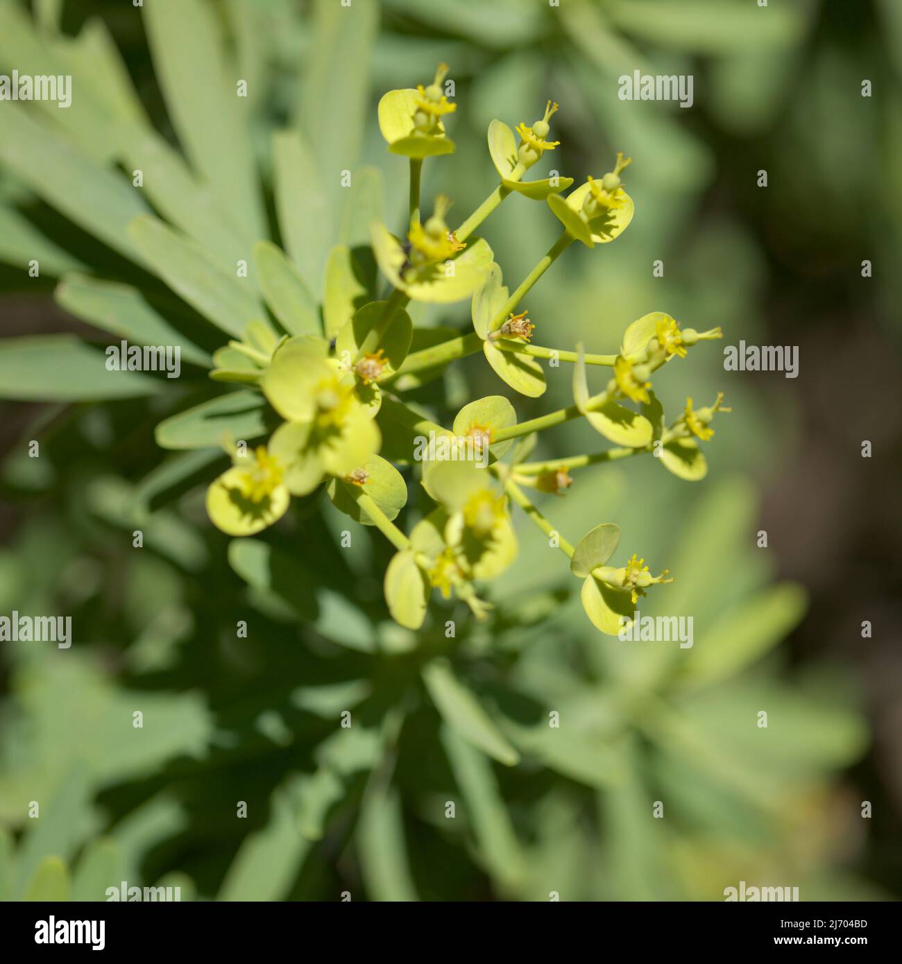 Flora of Gran Canaria - small green yellow flowers of Euphorbia regis ...