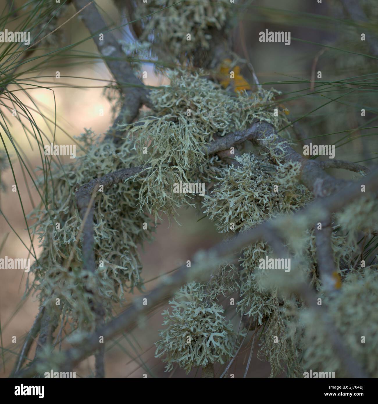 Biota of Gran Canaria - oakmoss, Evernia prunastri, on small tree ...