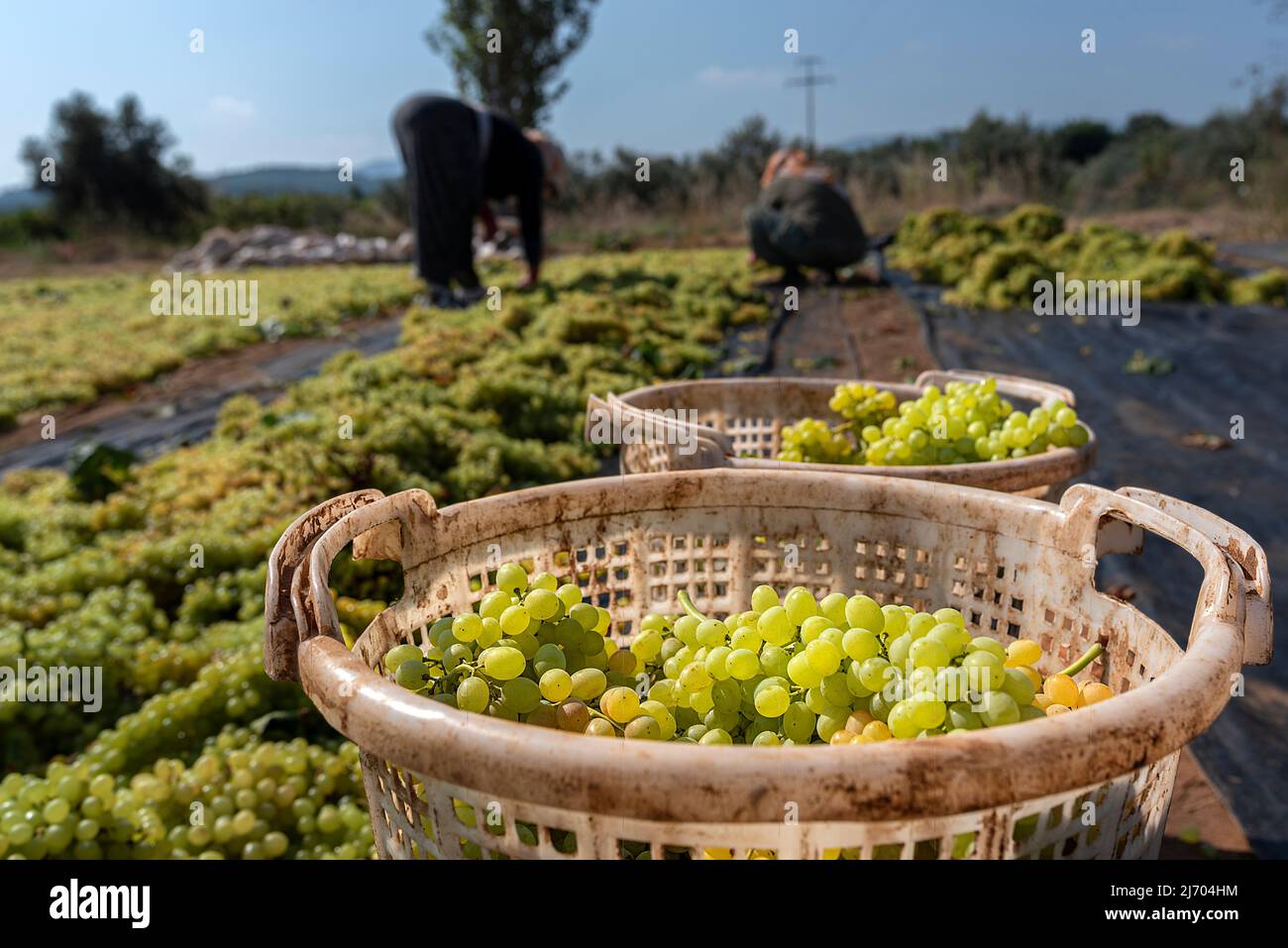 grape type "sultani". The vintage is made in August; The grapes are ...