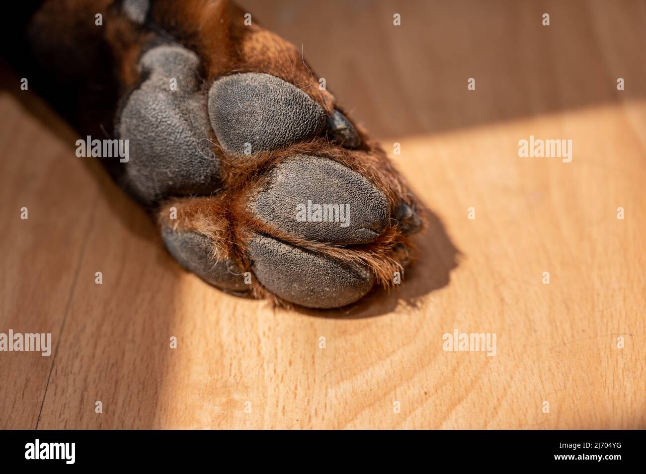 Close-up of a dog's paw. A paw with a healed wound. Hind limb of a ...