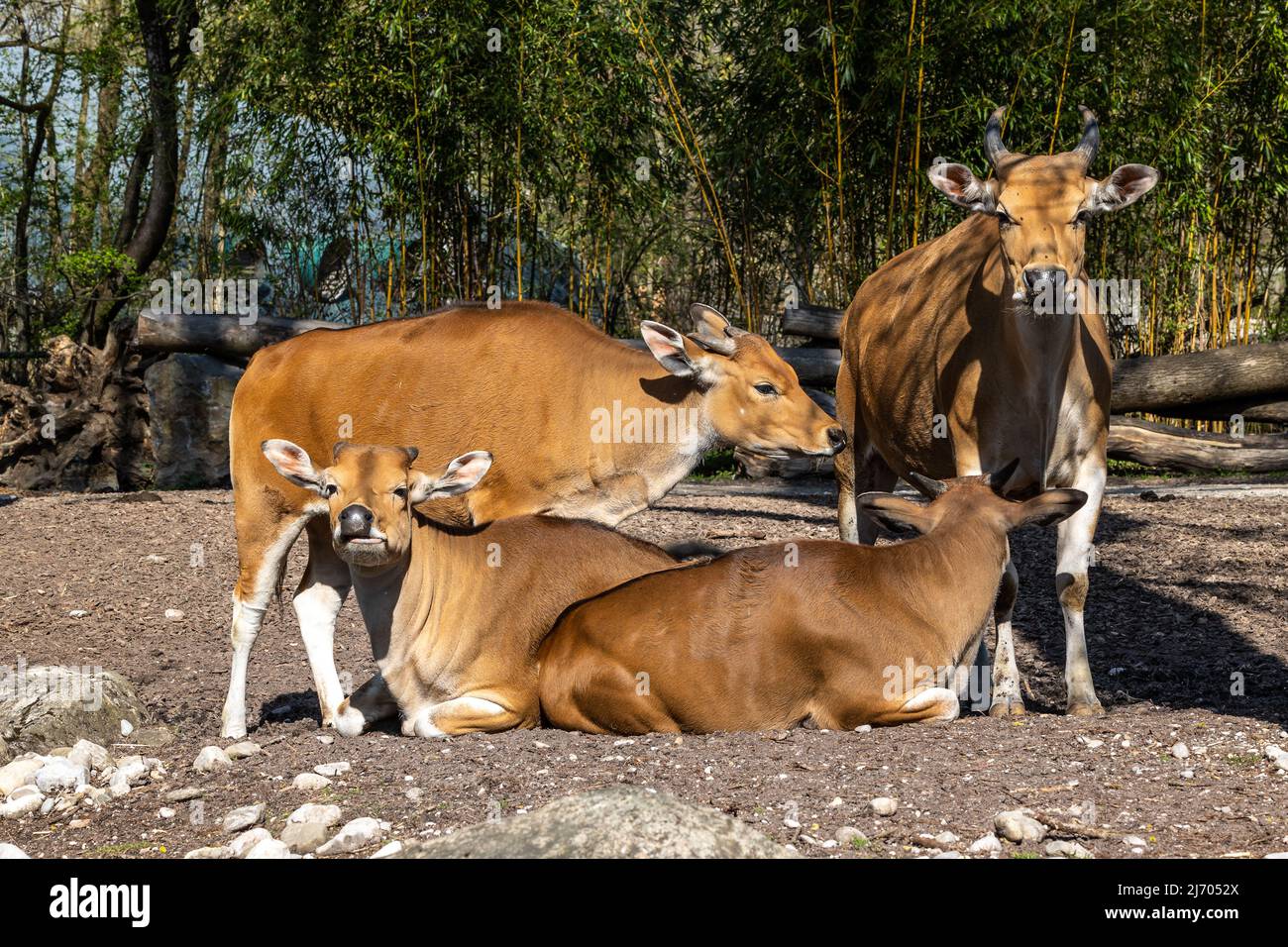 Banteng, Bos javanicus or Red Bull. It is a type of wild cattle But ...