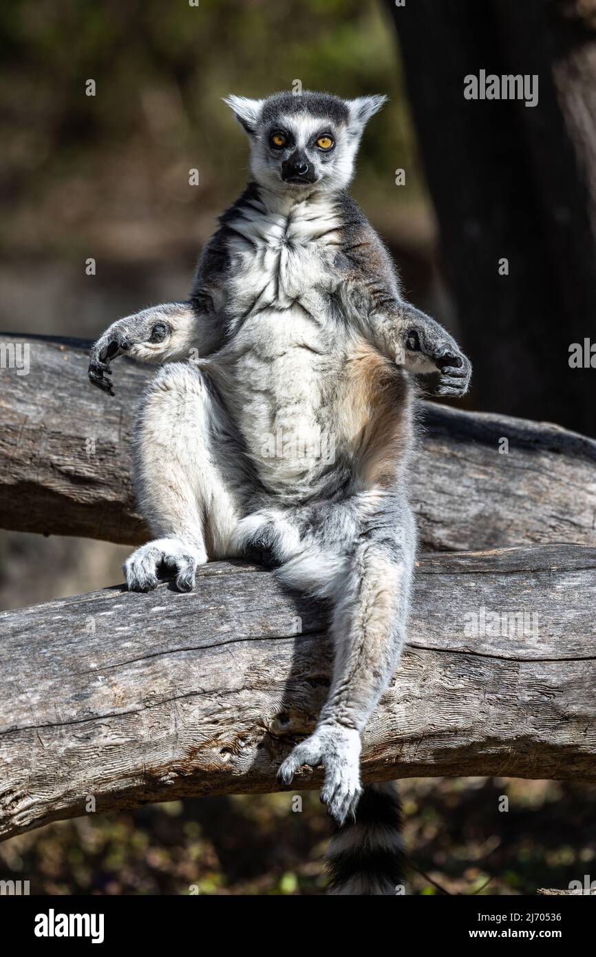 The ring-tailed lemur, Lemur catta is a large strepsirrhine primate and ...