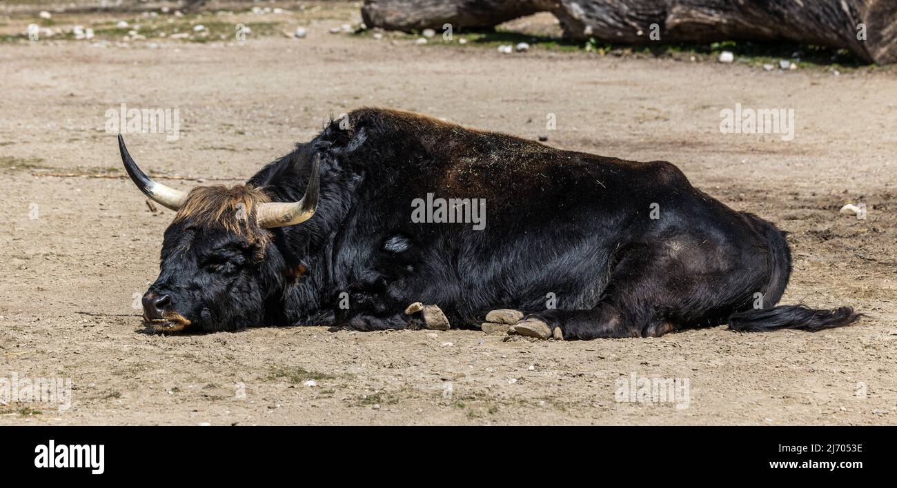 Heck cattle, Bos primigenius taurus, claimed to resemble the extinct ...