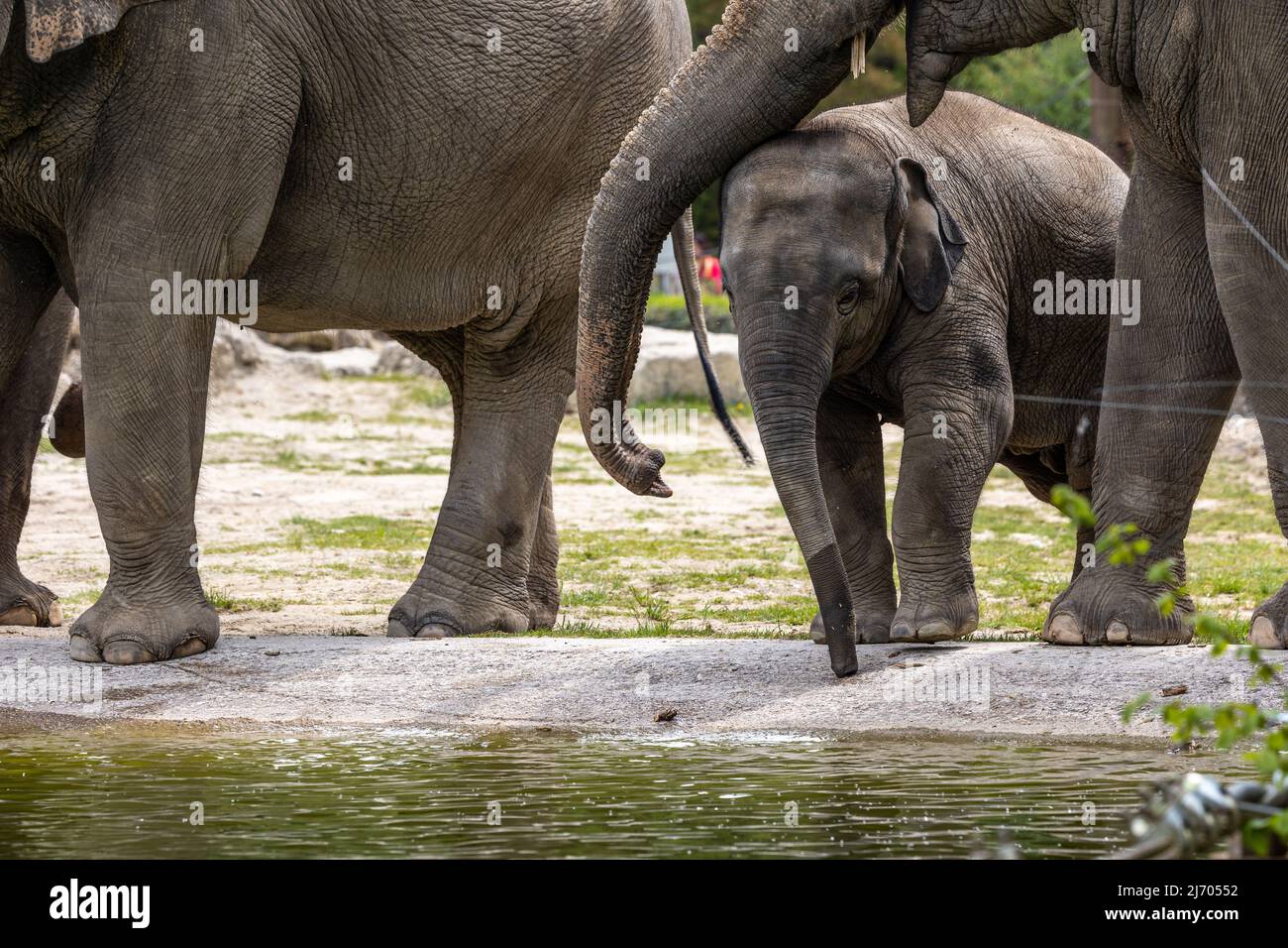 A young little Asian elephant, Elephas maximus also called Asiatic ...
